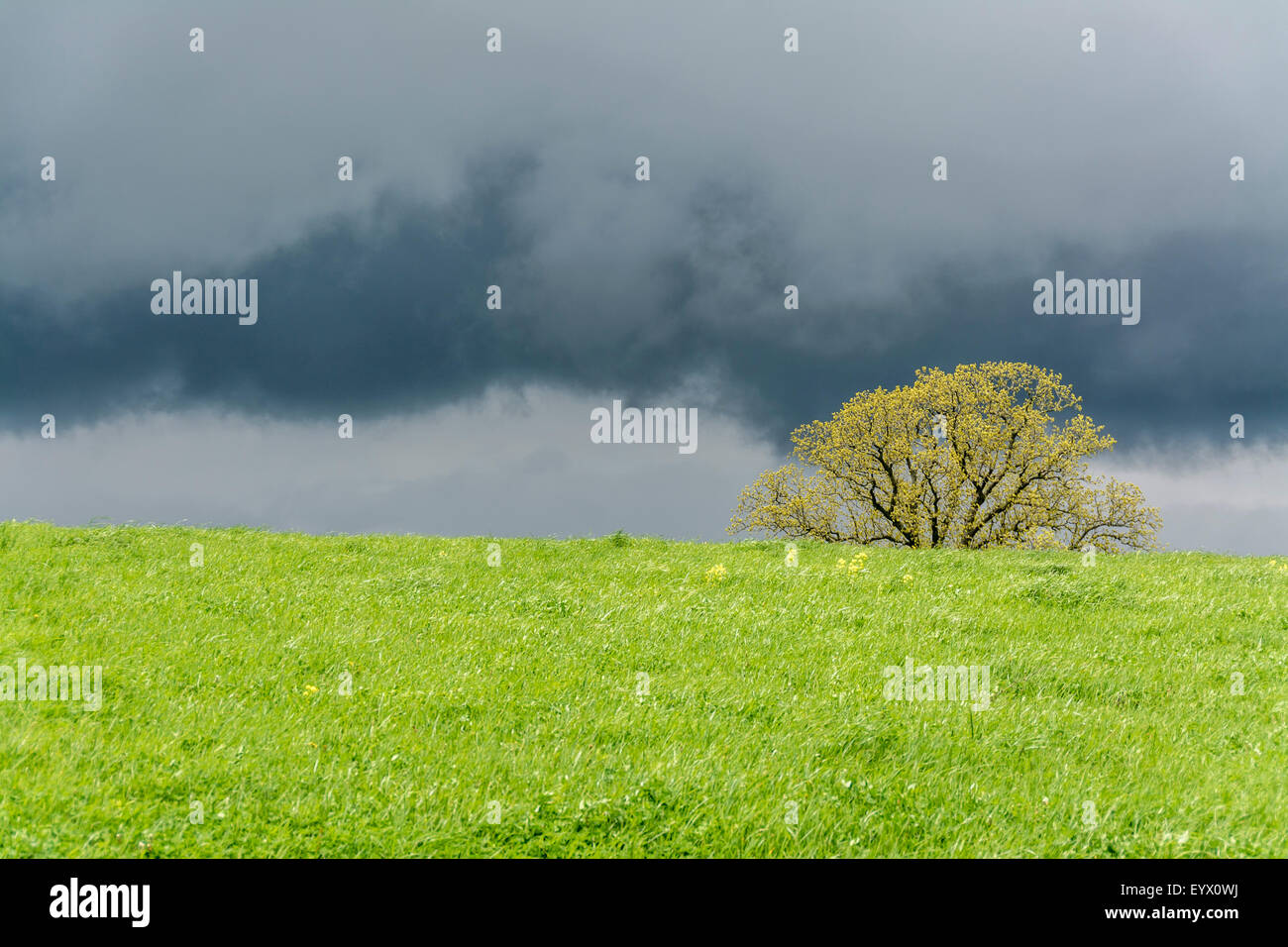 Tree in a field under a threatening storm cloud Stock Photo - Alamy
