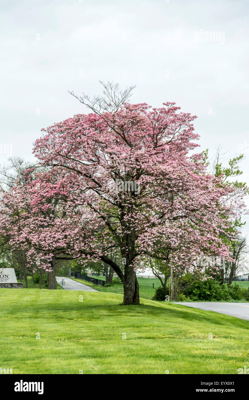 Dogwood tree hi-res stock photography and images - Alamy