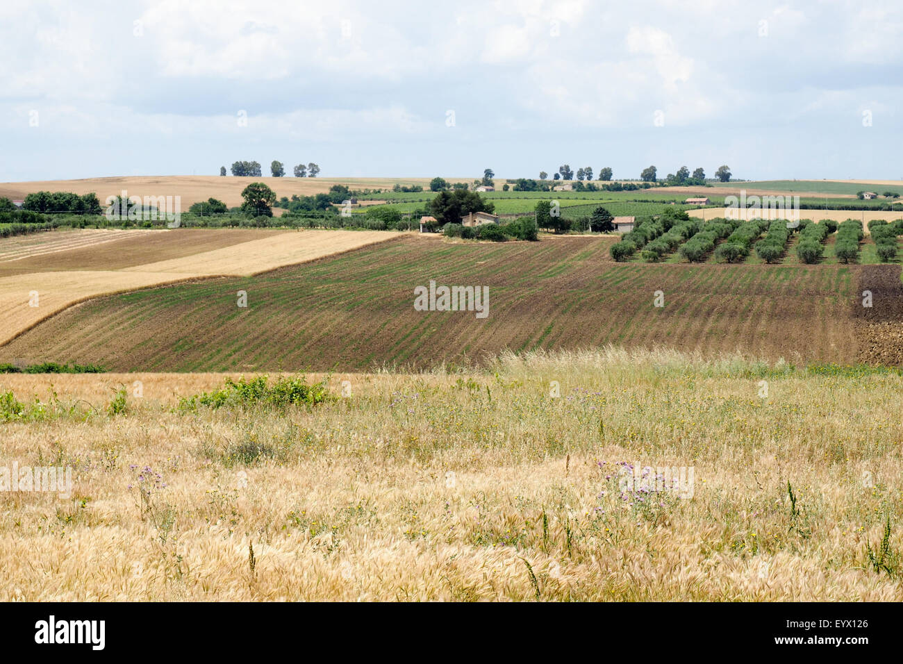 Commercial Mixed Farming
