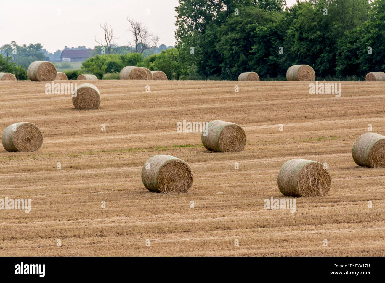 Rolled hay bales on a farm in the Bluegrass region of Kentucky USA ...