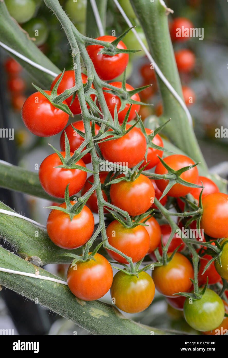 British Tomatoes being grown in huge greenhouses in the Worcestershire ...