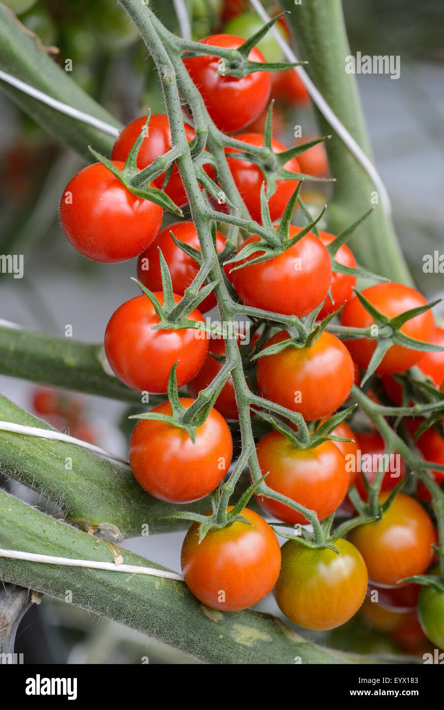 British Tomatoes being grown in huge greenhouses in the Worcestershire ...