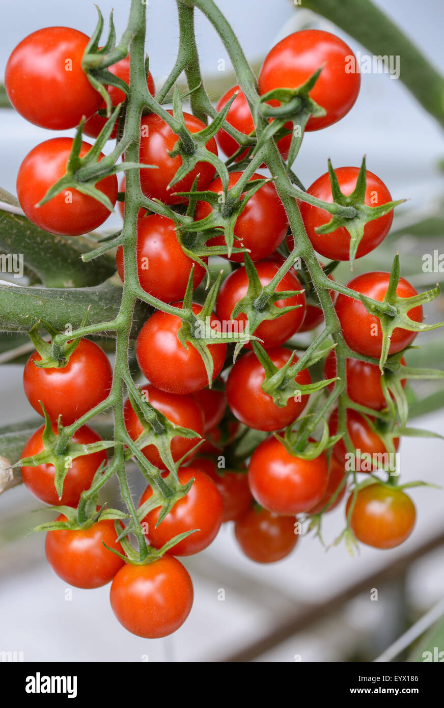 British Tomatoes being grown in huge greenhouses in the Worcestershire ...