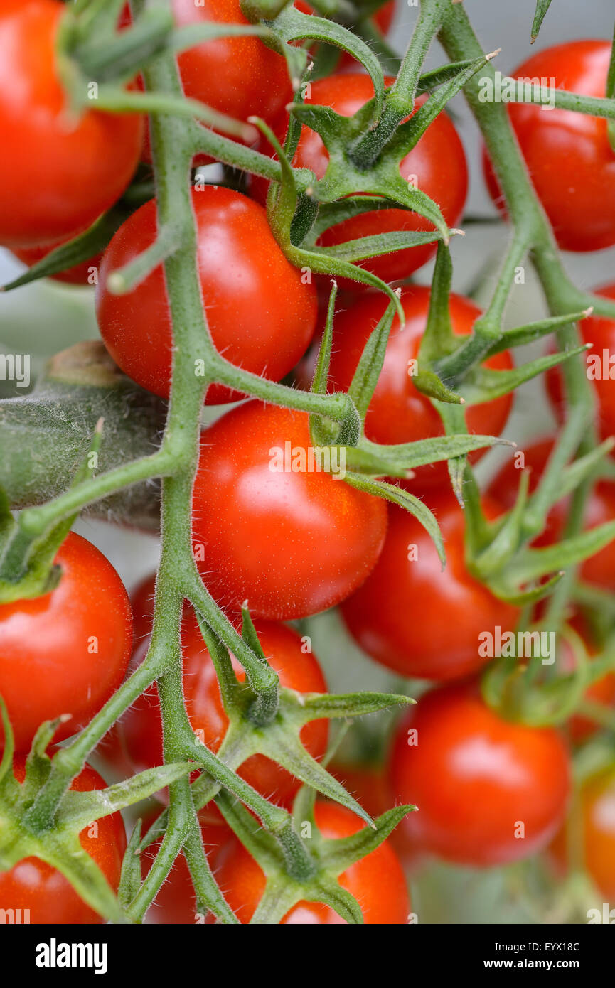 British Tomatoes being grown in huge greenhouses in the Worcestershire ...