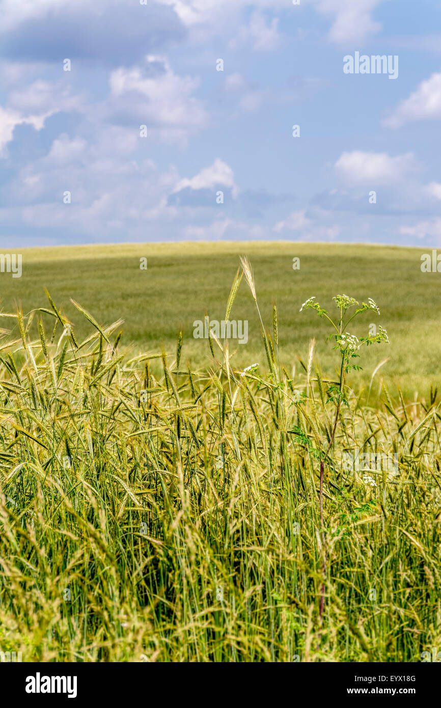 Mature grass field before cutting and baling on a farm in the Bluegrass ...
