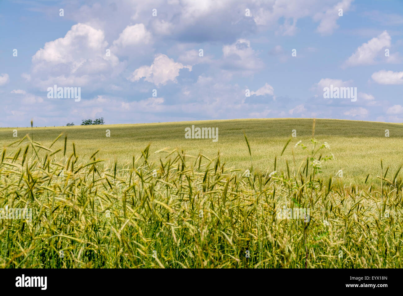 Mature grass field before cutting and baling on a farm in the Bluegrass ...