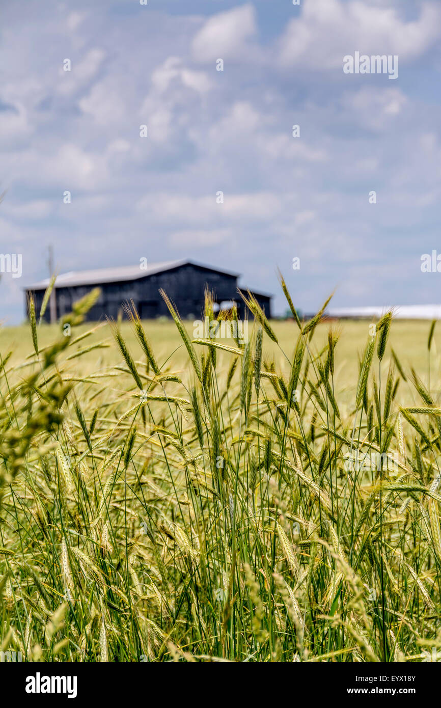 Mature grass field before cutting and baling on a farm in the Bluegrass ...