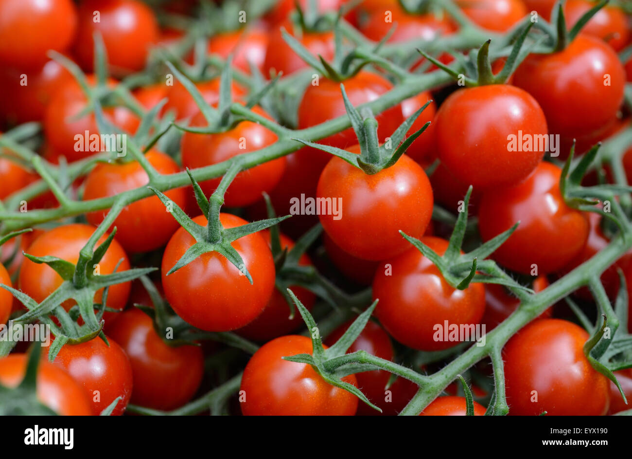 British Tomatoes being grown in huge greenhouses in the Worcestershire ...