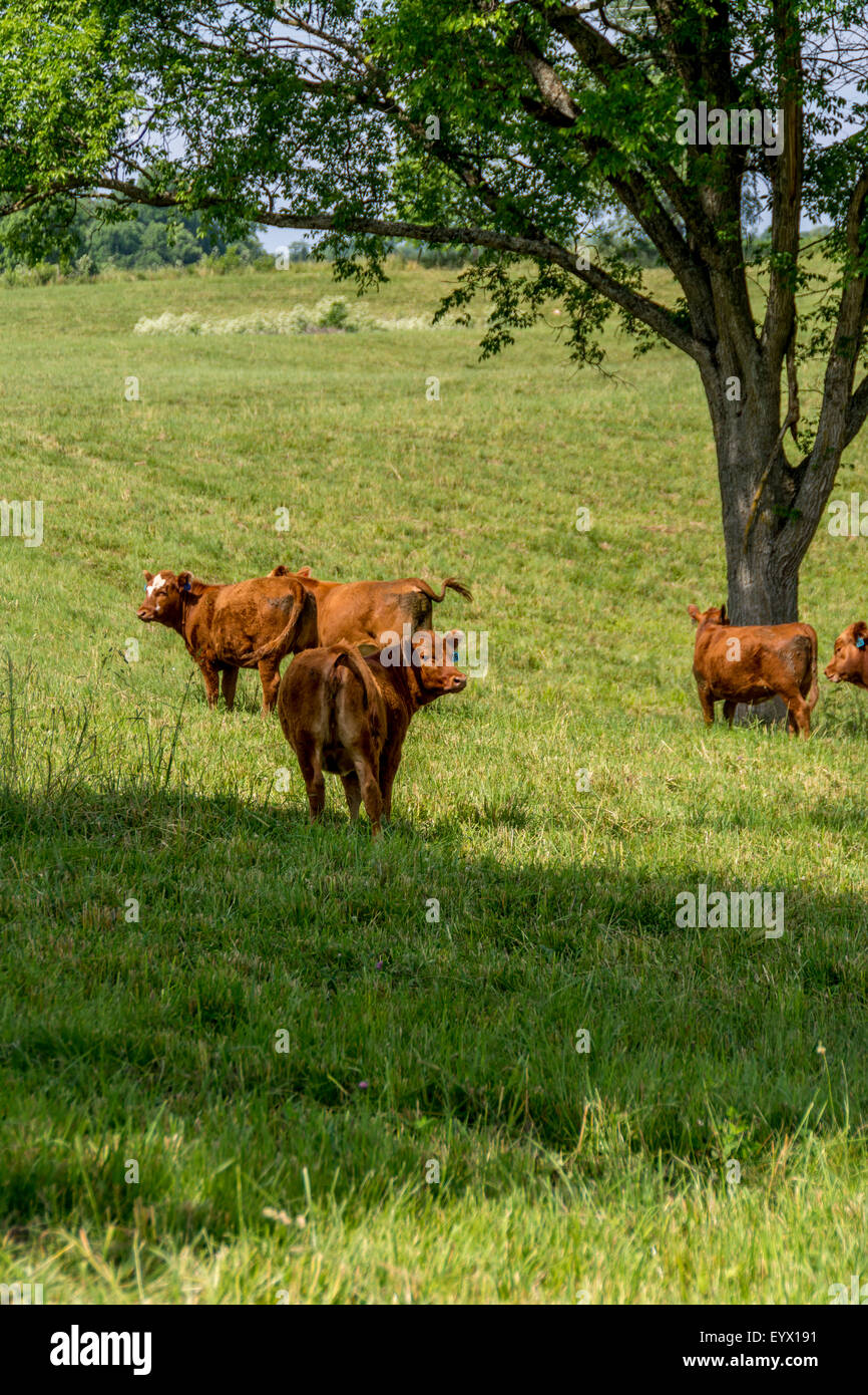 Cattle on a farm in the Bluegrass region of Kentucky USA Stock Photo ...