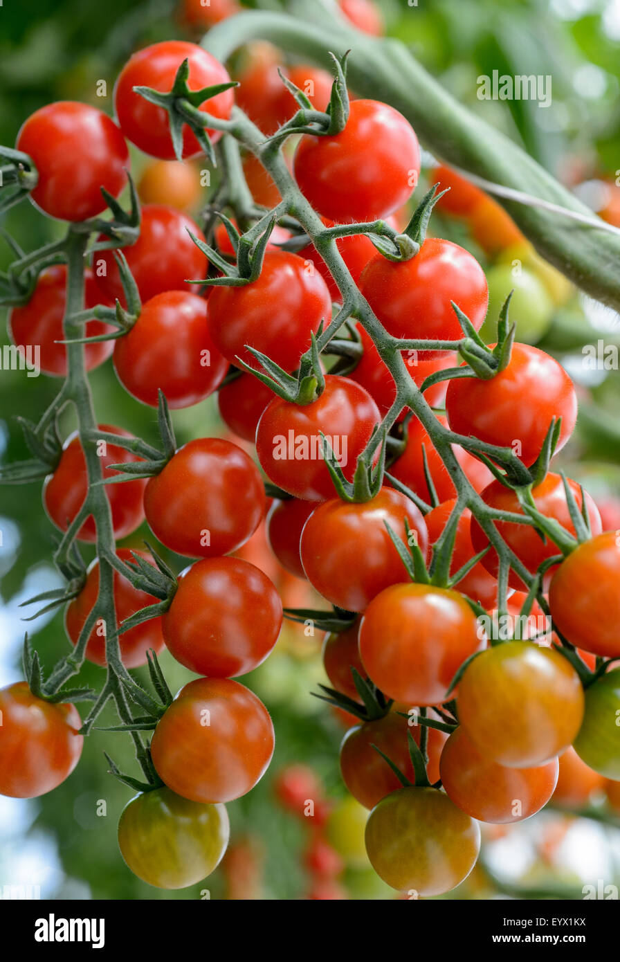 British Tomatoes being grown in huge greenhouses in the Worcestershire ...