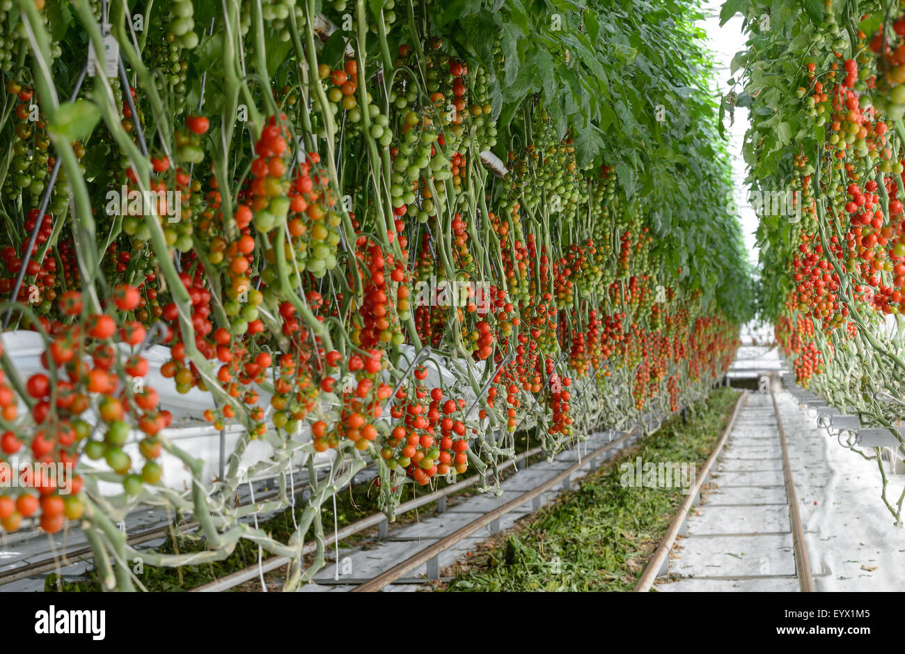 British Tomatoes being grown in huge greenhouses in the Worcestershire ...