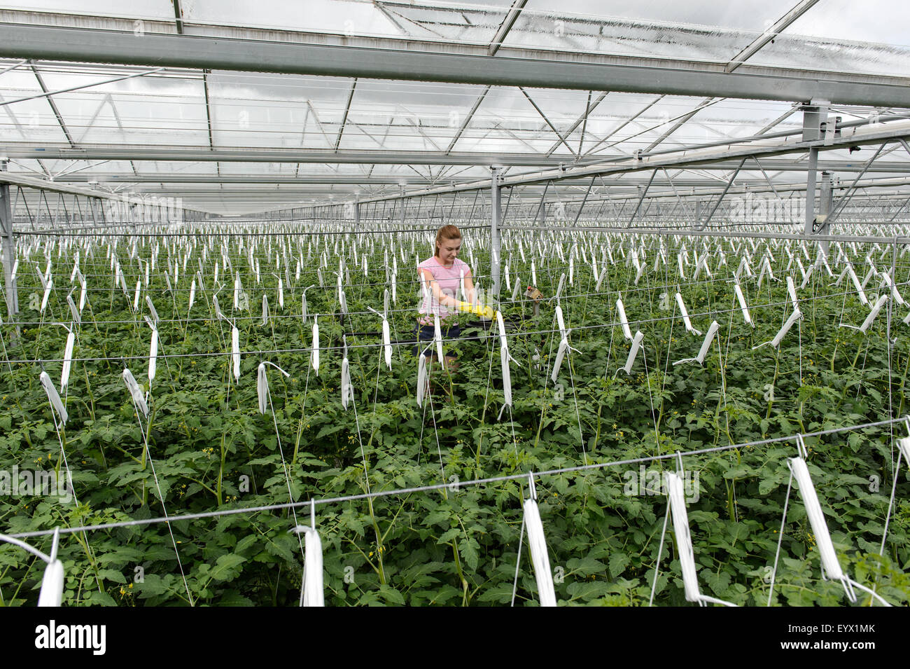 British Tomatoes grown in huge greenhouses in the Worcestershire ...