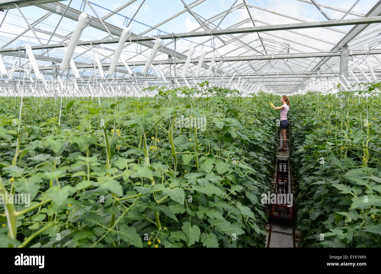 British Tomatoes grown in huge greenhouses in the Worcestershire ...
