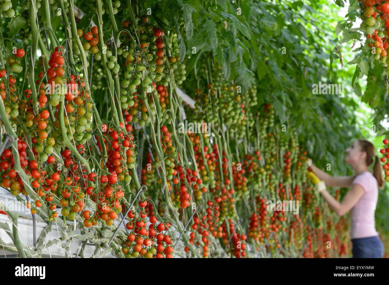 British Tomatoes grown in huge greenhouses in the Worcestershire ...