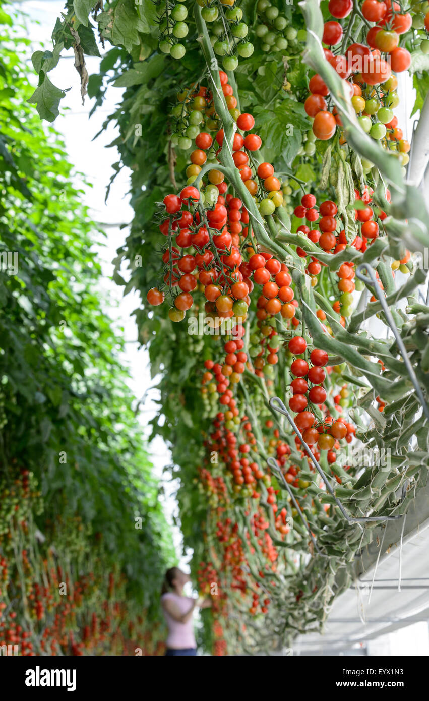 British Tomatoes being grown in huge greenhouses/ glasshouses in the ...