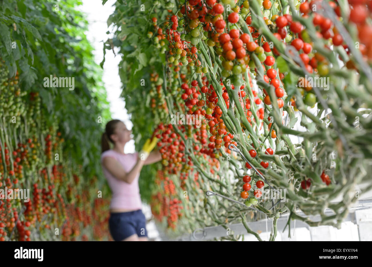 British Tomatoes grown in huge greenhouses in the Worcestershire ...