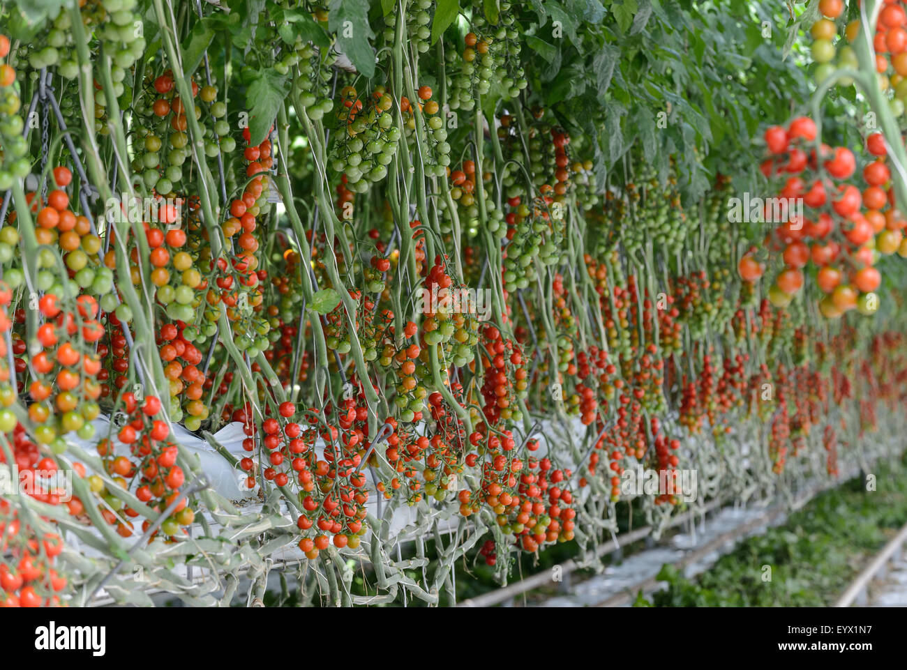British Tomatoes being grown in huge greenhouses/ glasshouses in the ...