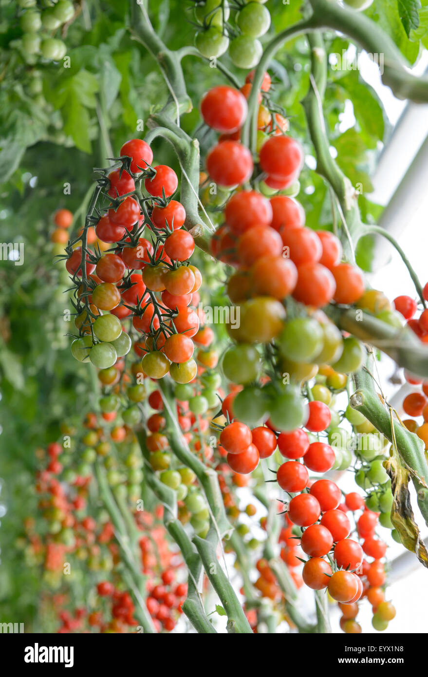 British Tomatoes being grown in huge greenhouses/ glasshouses in the ...