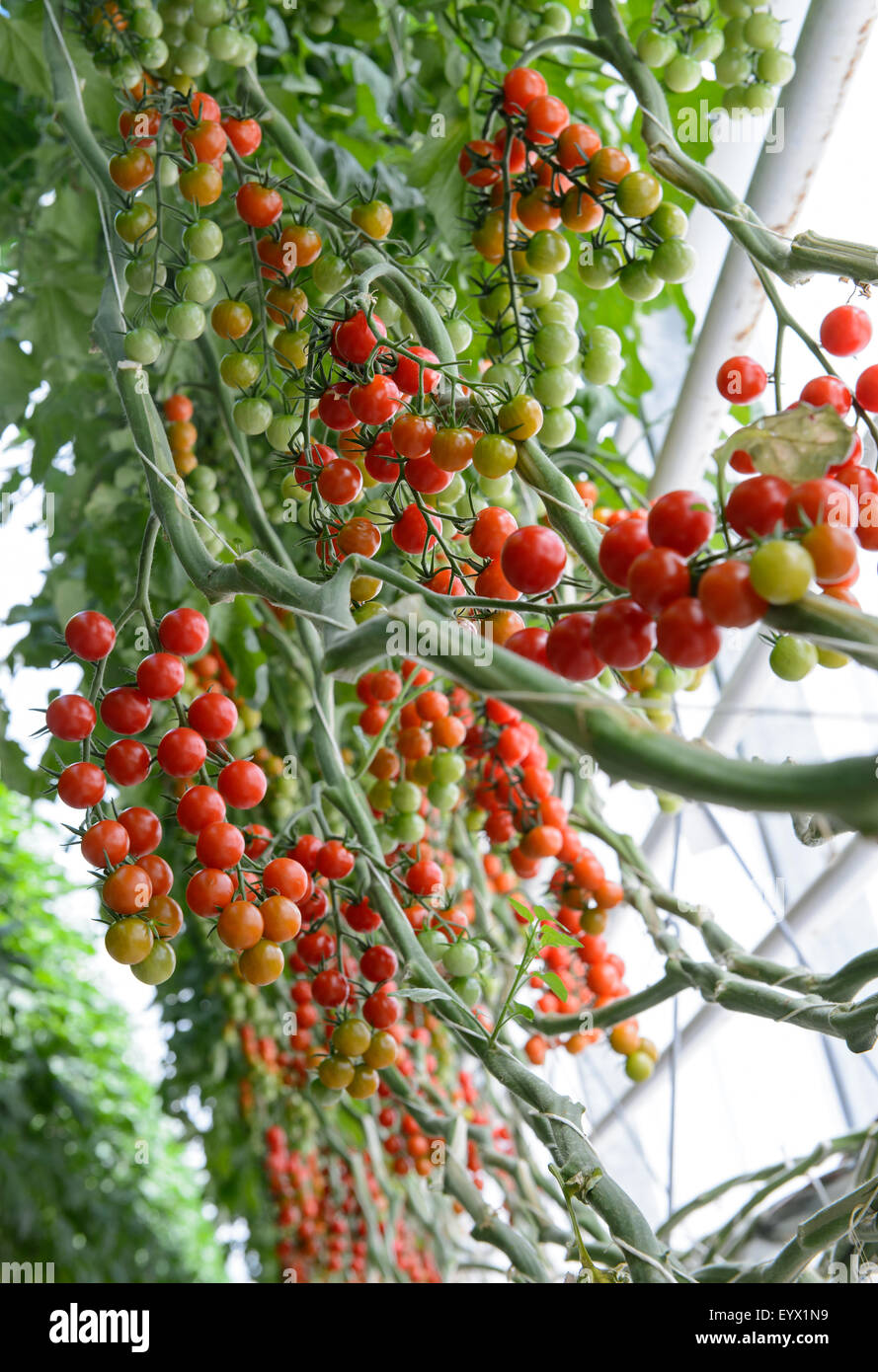 British Tomatoes being grown in huge greenhouses/ glasshouses in the ...