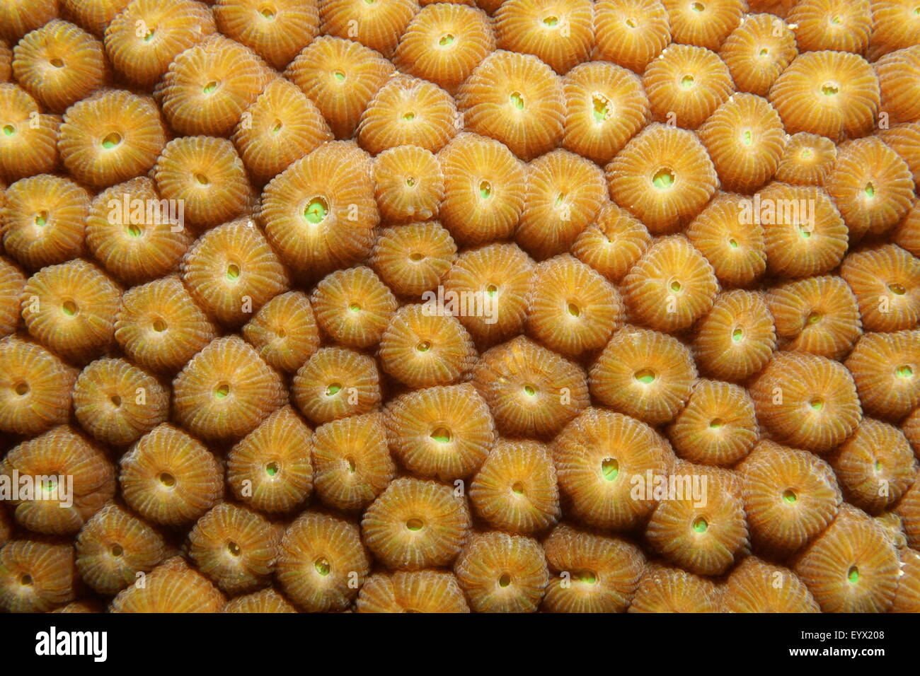 Underwater marine life, close up image of Great Star coral, Montastraea ...