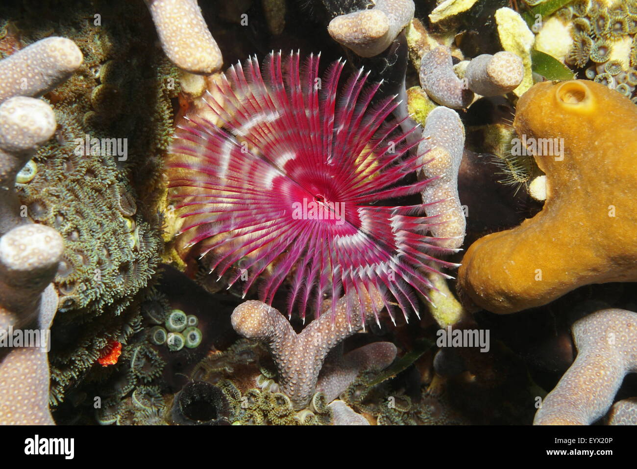 Underwater marine life, a split-crown feather duster worm, Anamobaea ...