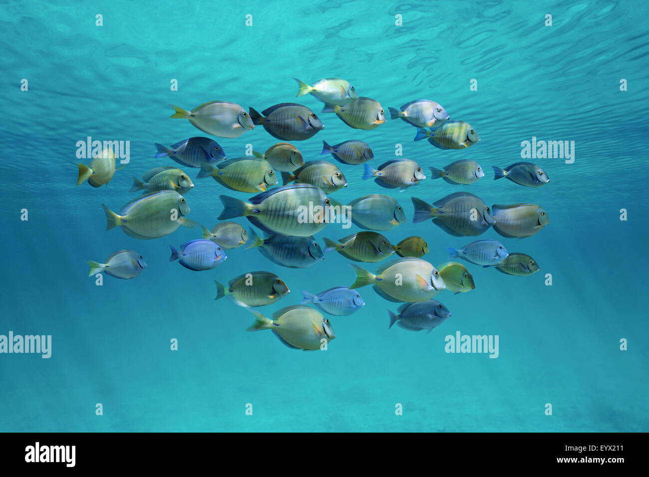 Tropical fish schooling (doctorfish and surgeonfish) below ripples of ...