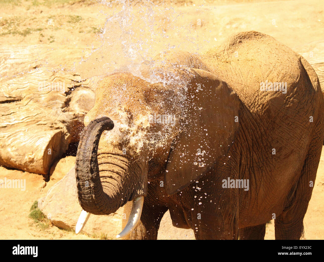 Drinking endangered hi-res stock photography and images - Alamy