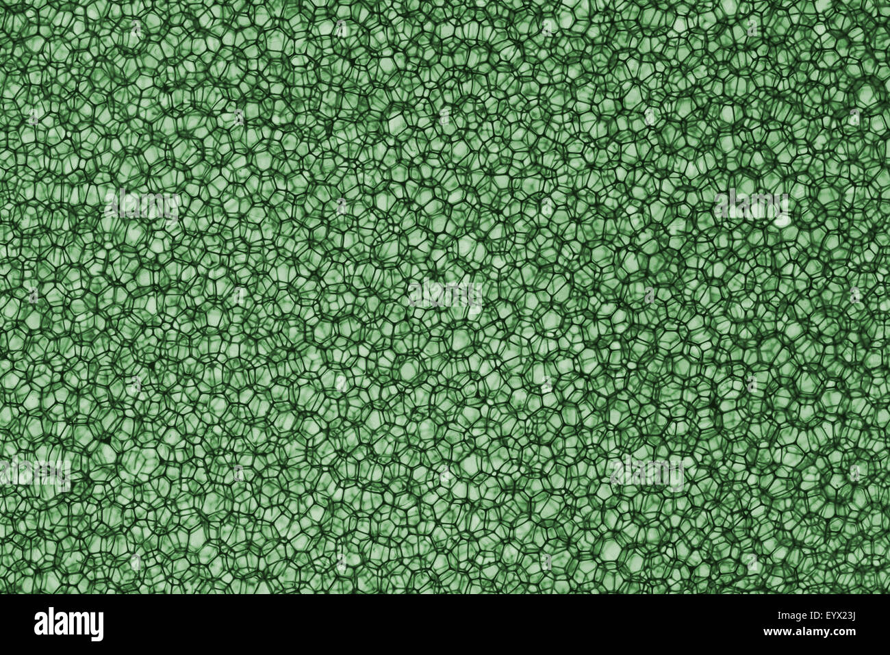 Background Of Sponge in Green color shot in studio Stock Photo - Alamy