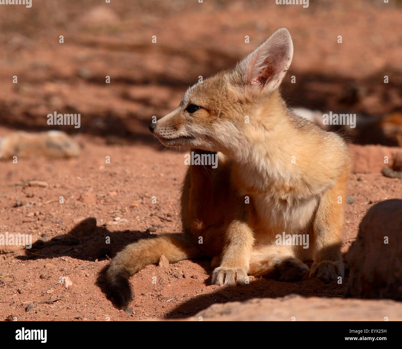Desert kit fox hi-res stock photography and images - Alamy