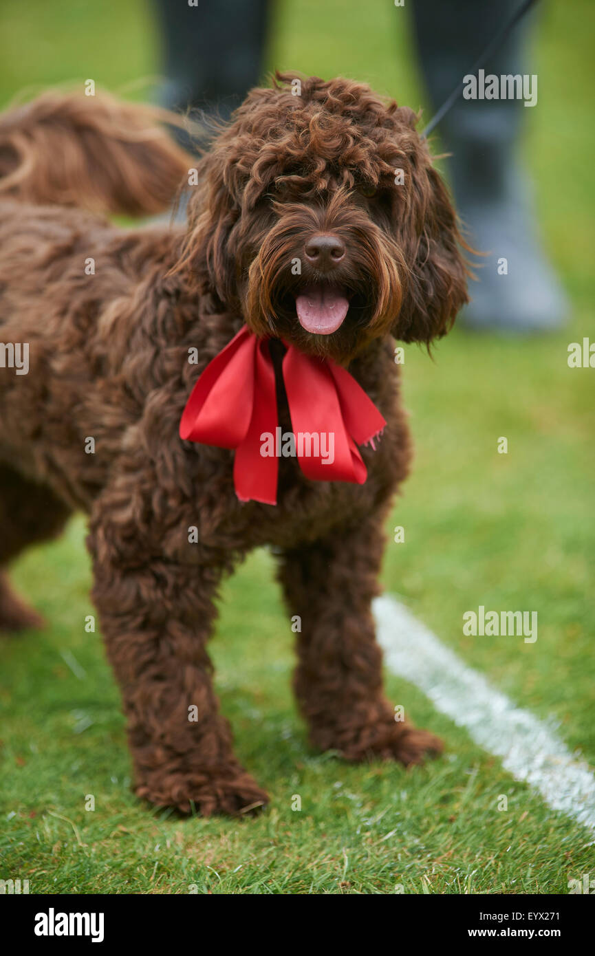 dog with bow Stock Photo - Alamy
