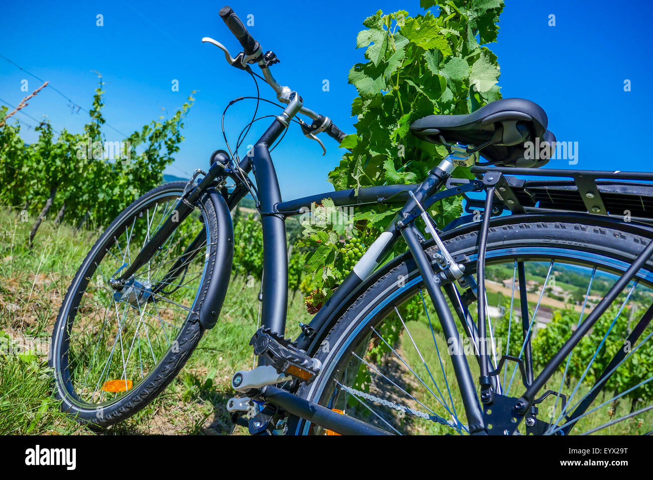 Cycling in vineyards hi-res stock photography and images - Alamy