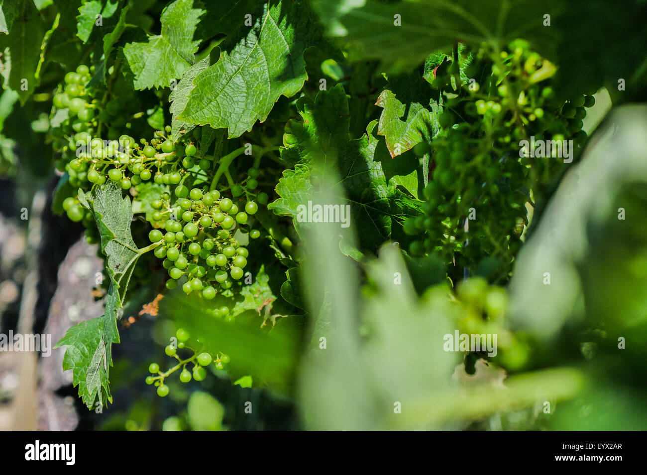 Young grape plant-Bordeaux vineyard Stock Photo - Alamy