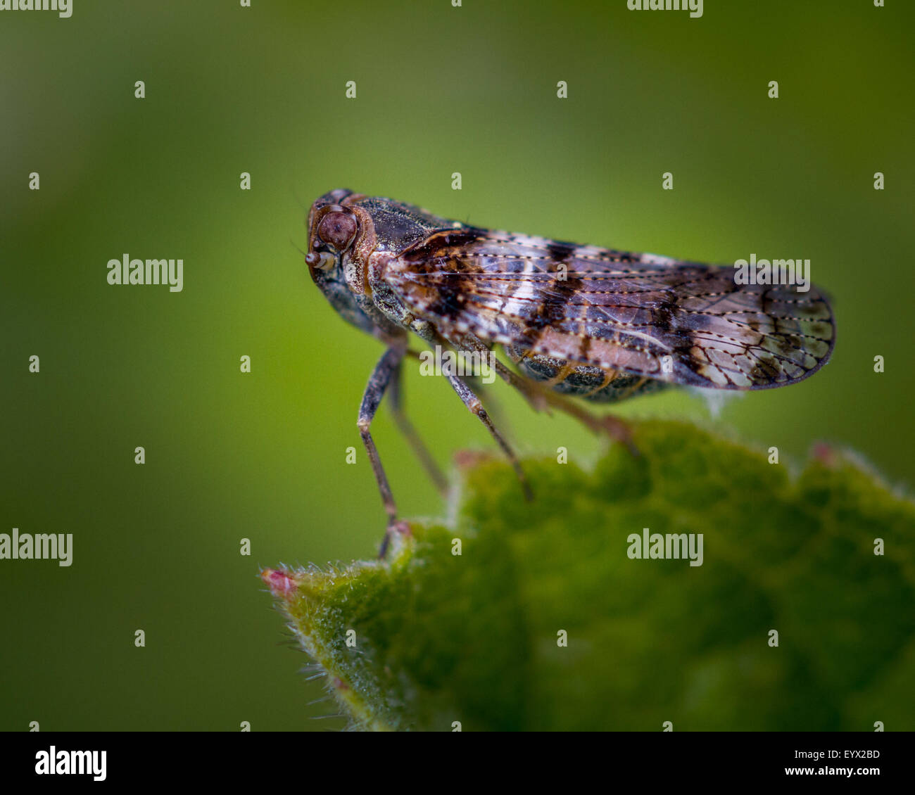Cixius nervosus from the family Cixiidae or lacehoppers (c.6mm long ...