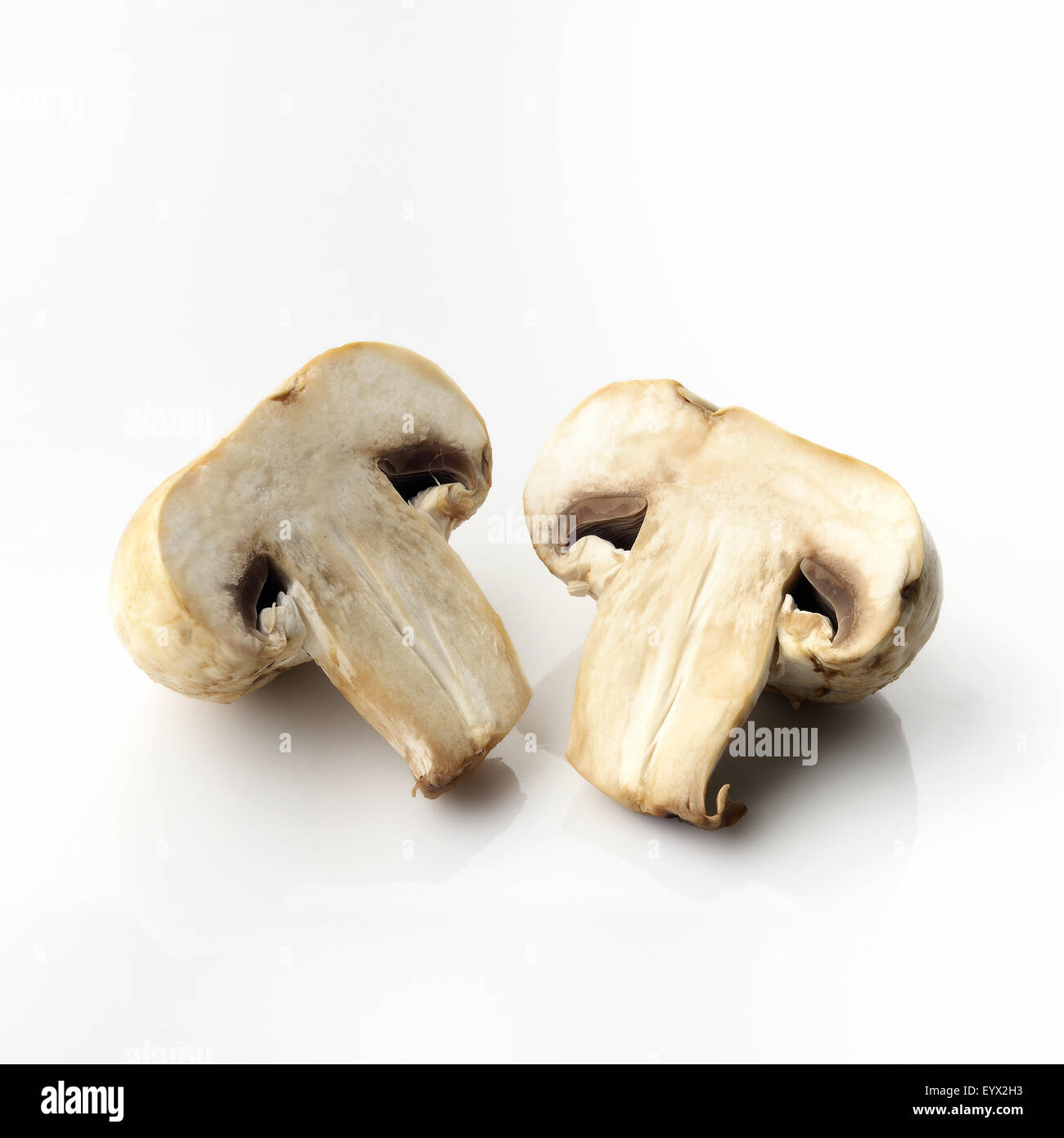 Parts of mushroom hi-res stock photography and images - Alamy