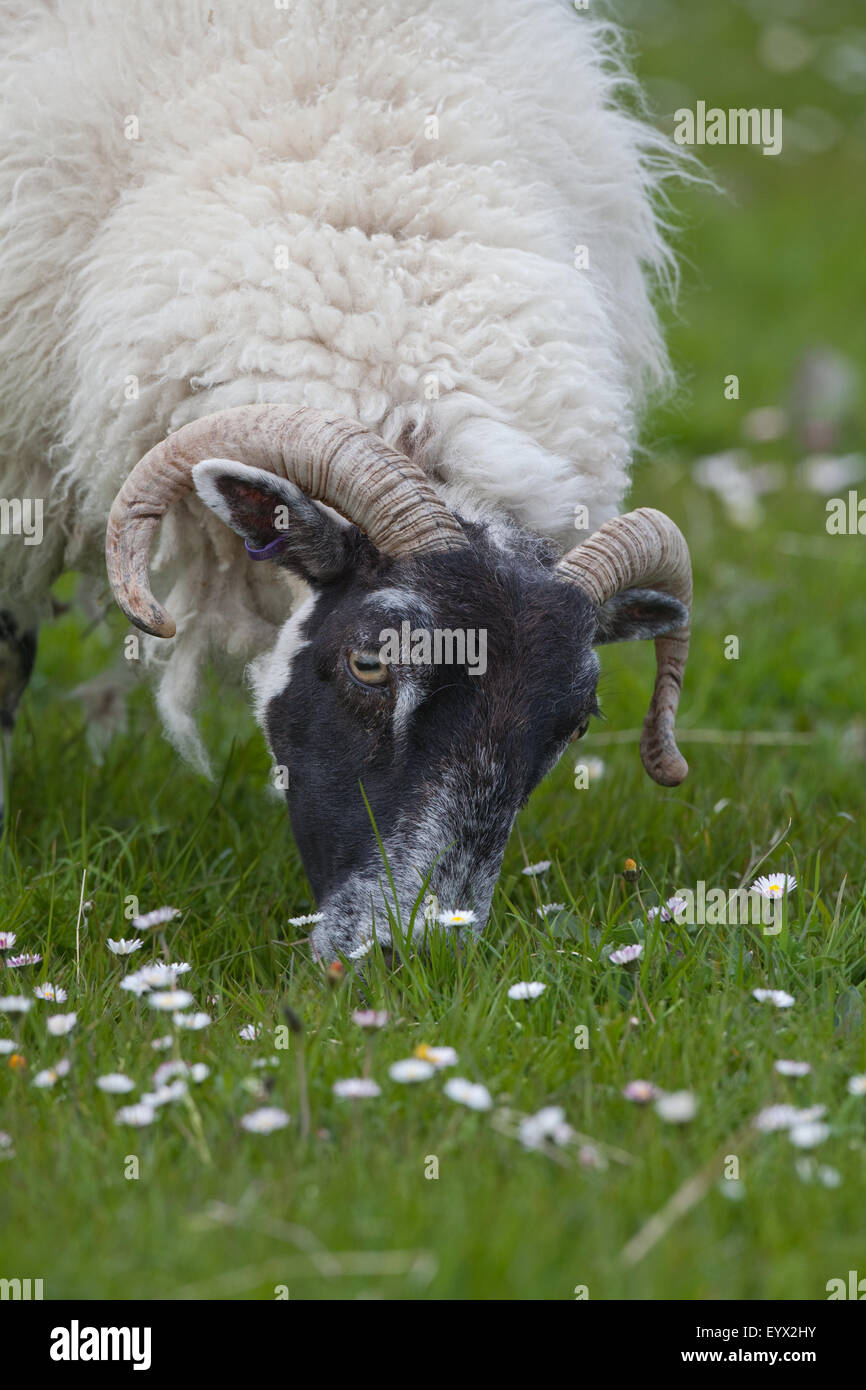 Sheep with black faces hi-res stock photography and images - Alamy