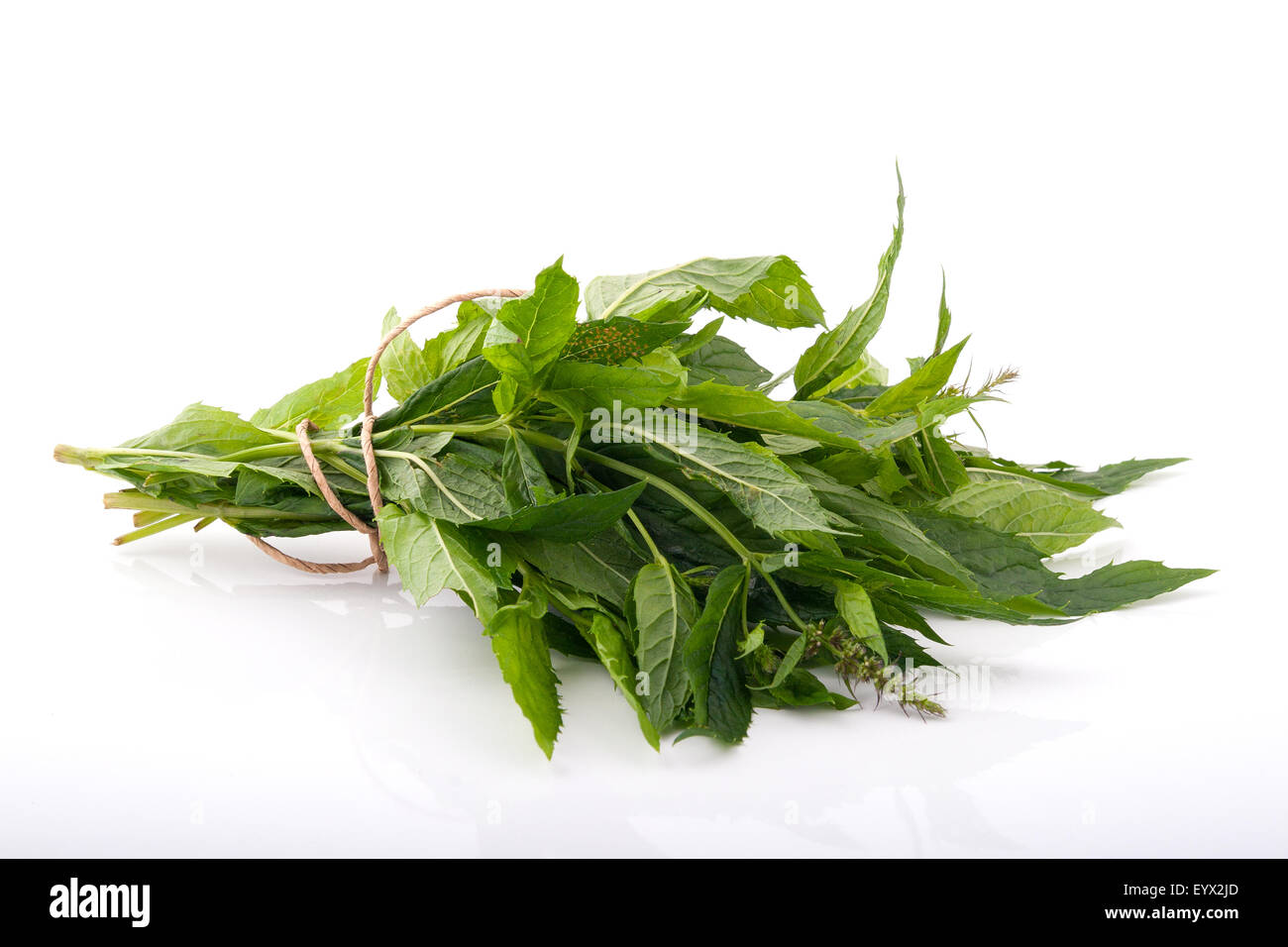 Small bunch of mint, isolated Stock Photo - Alamy