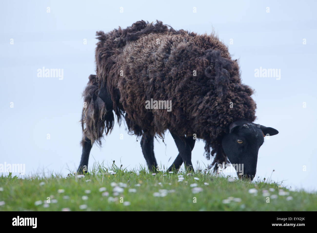 Black bred hi-res stock photography and images - Alamy