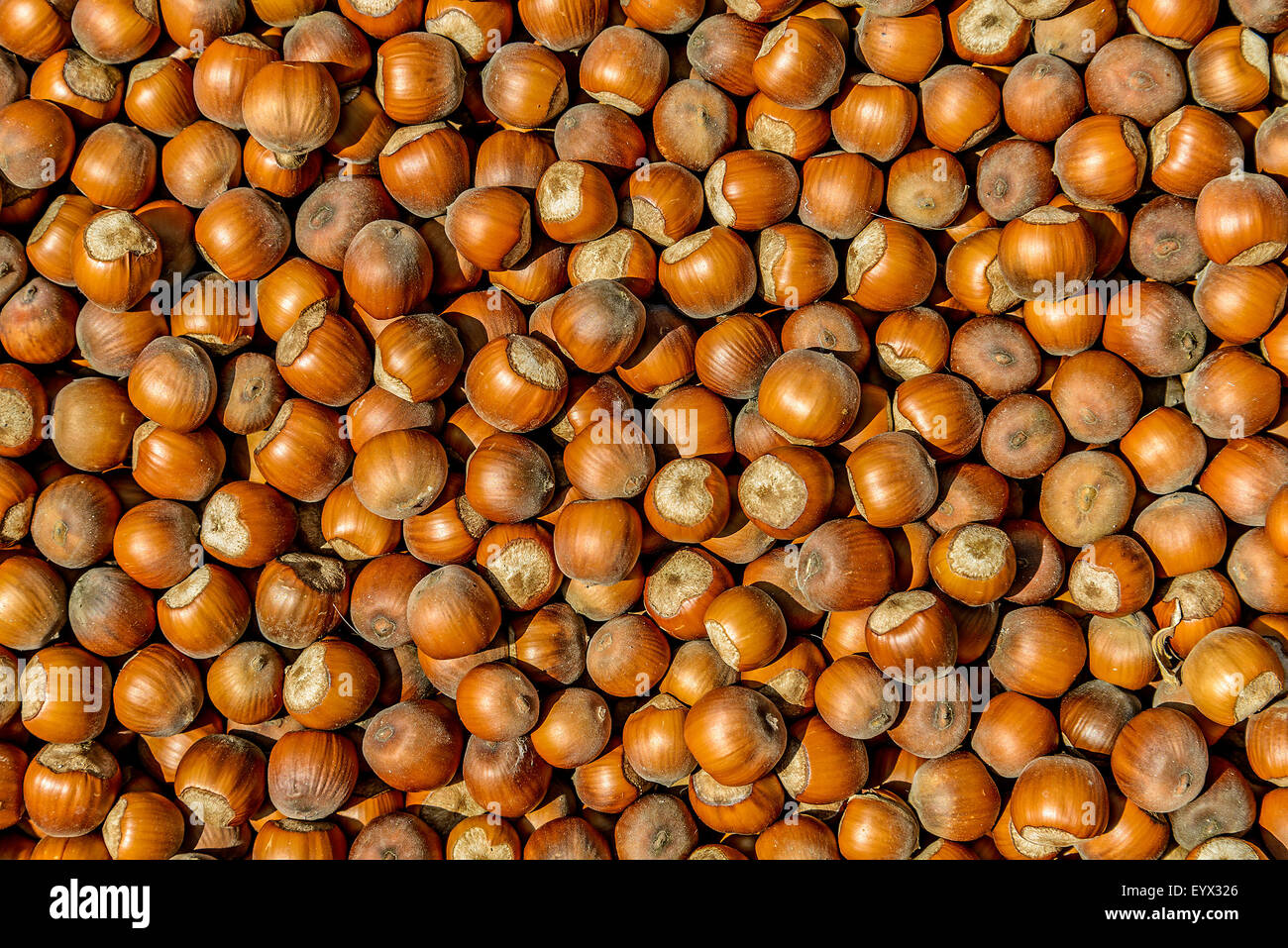 Group of hazel nuts High Resolution Stock Photography and Images - Alamy