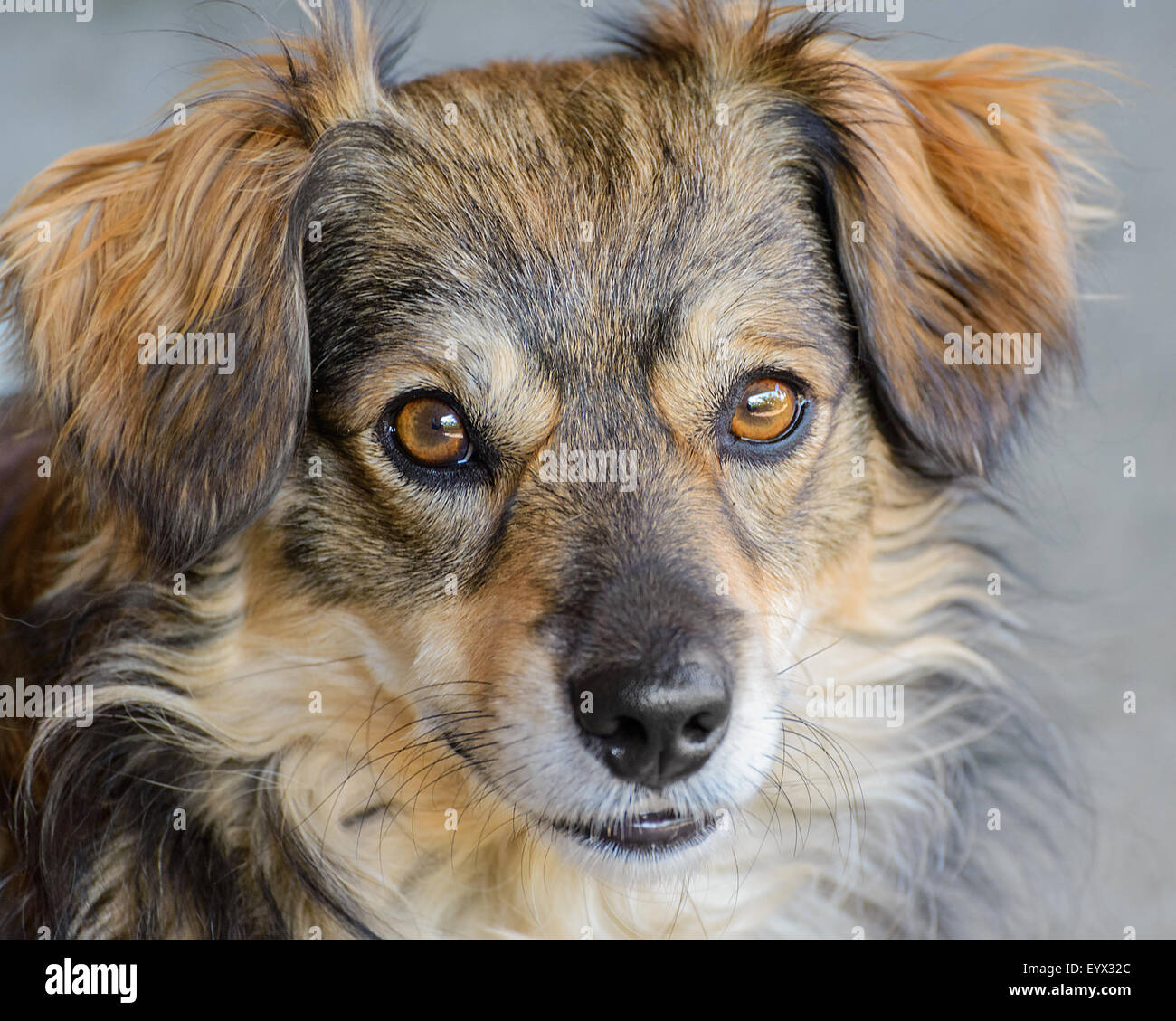 Red haired fluffy dog hi-res stock photography and images - Alamy