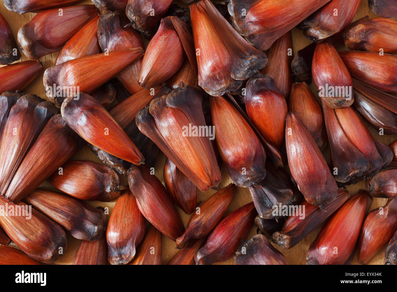 Brazilian pine hi-res stock photography and images - Alamy