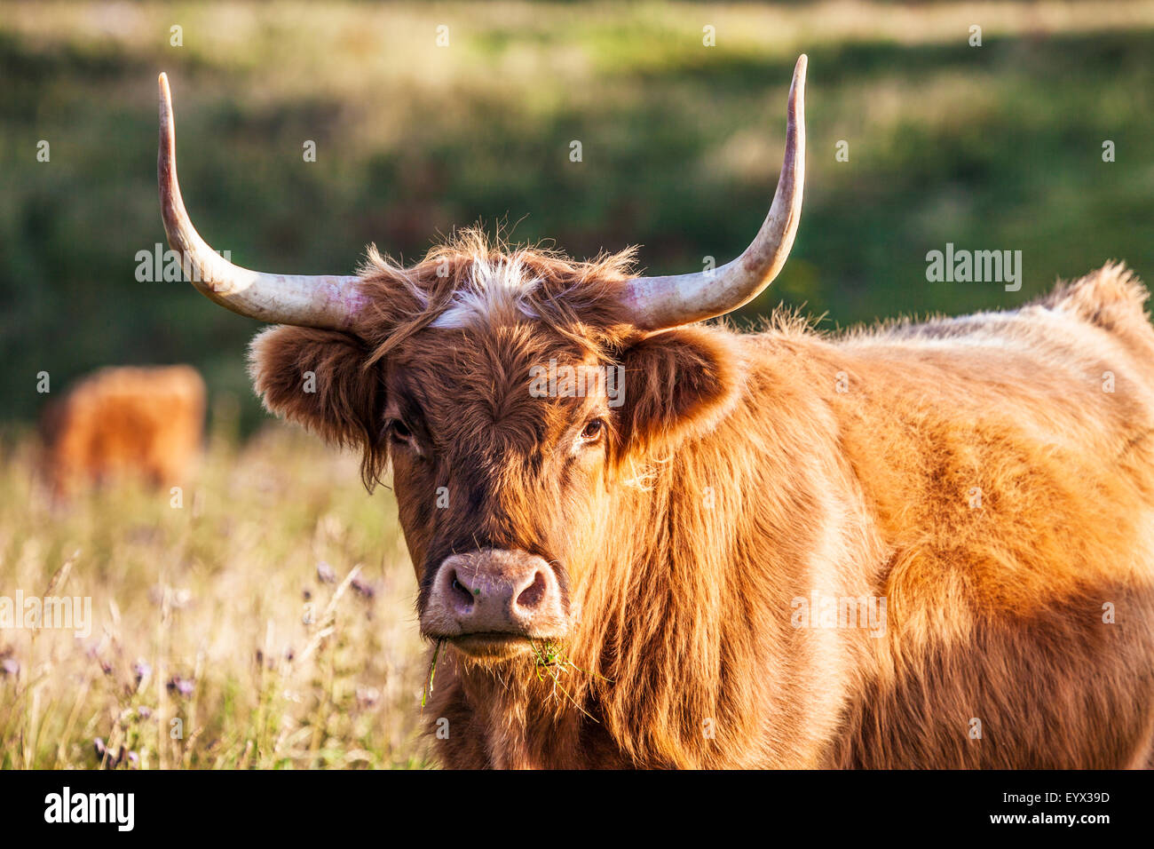 Taurus Cattle