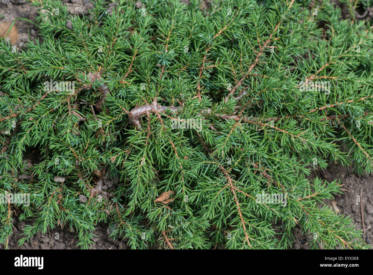Common Juniper: Juniperus communis Stock Photo - Alamy