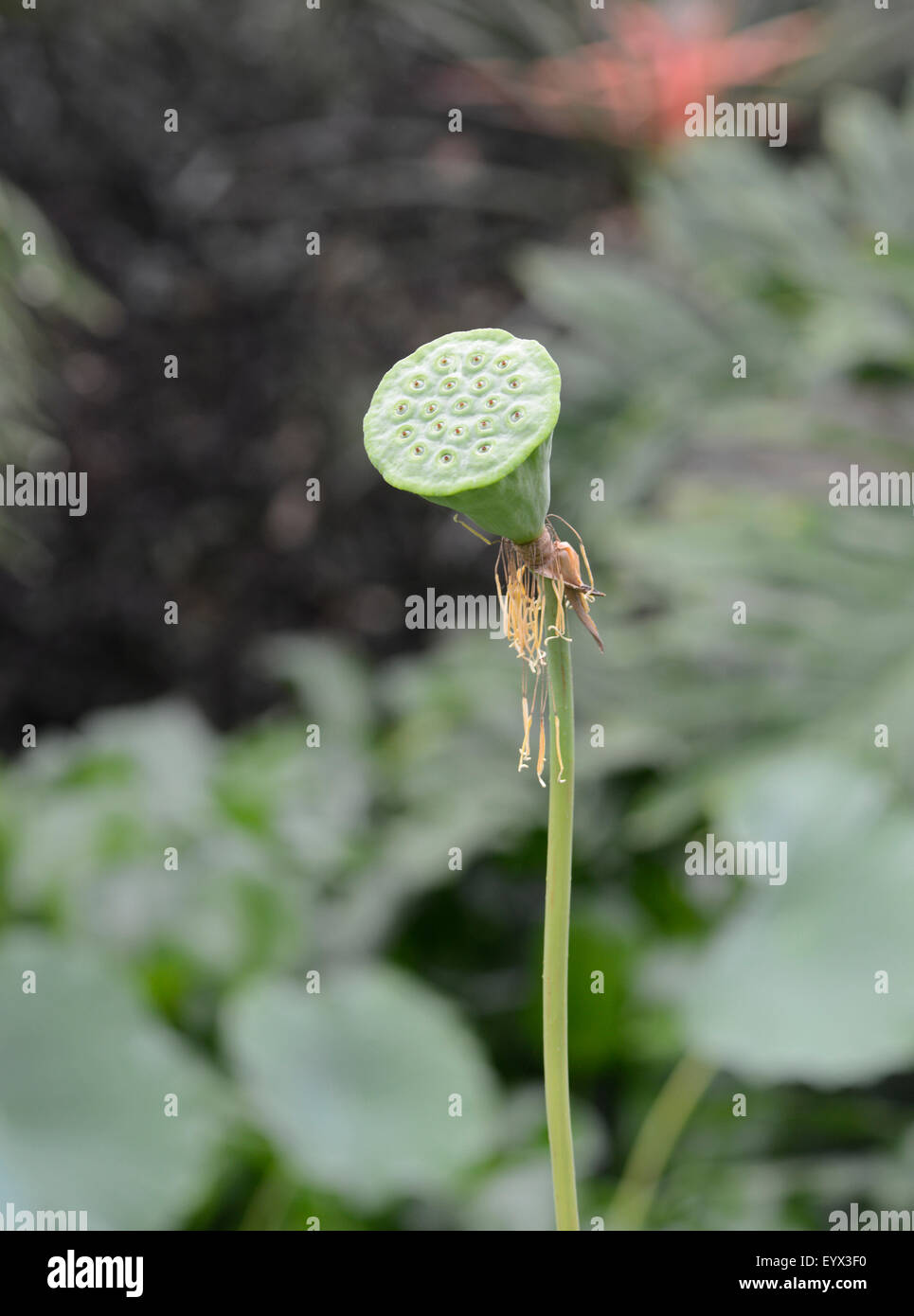 Lotus Seed Head High Resolution Stock Photography and Images - Alamy