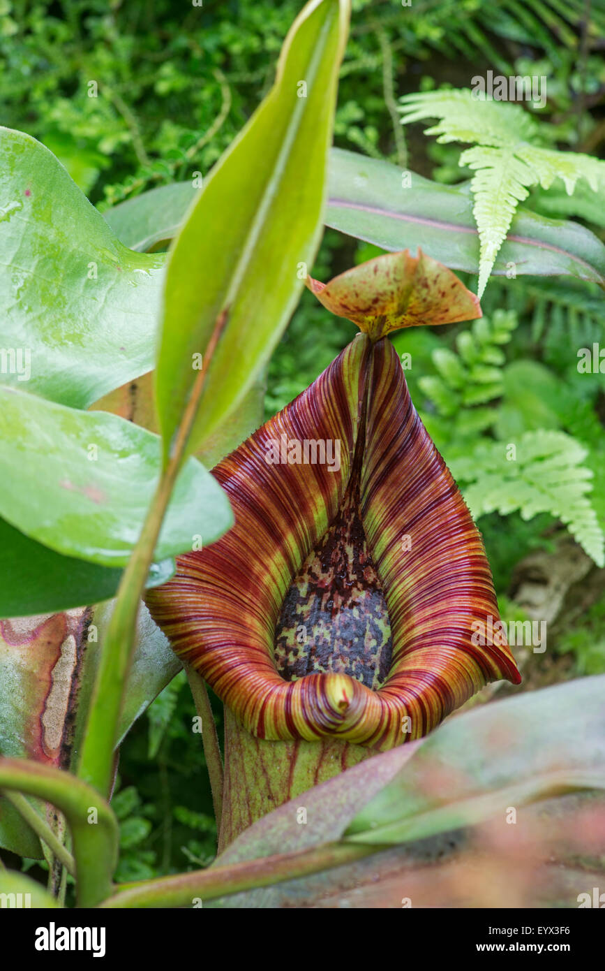Pitcher Plant: Nepenthes aff. maxima. Also known as Monkey Cup. Botanic ...