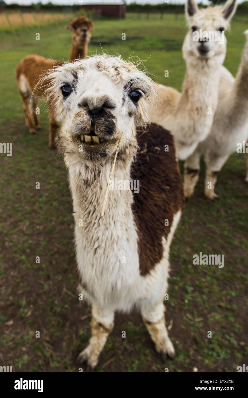 An Alpaca poses for a portrait Stock Photo - Alamy