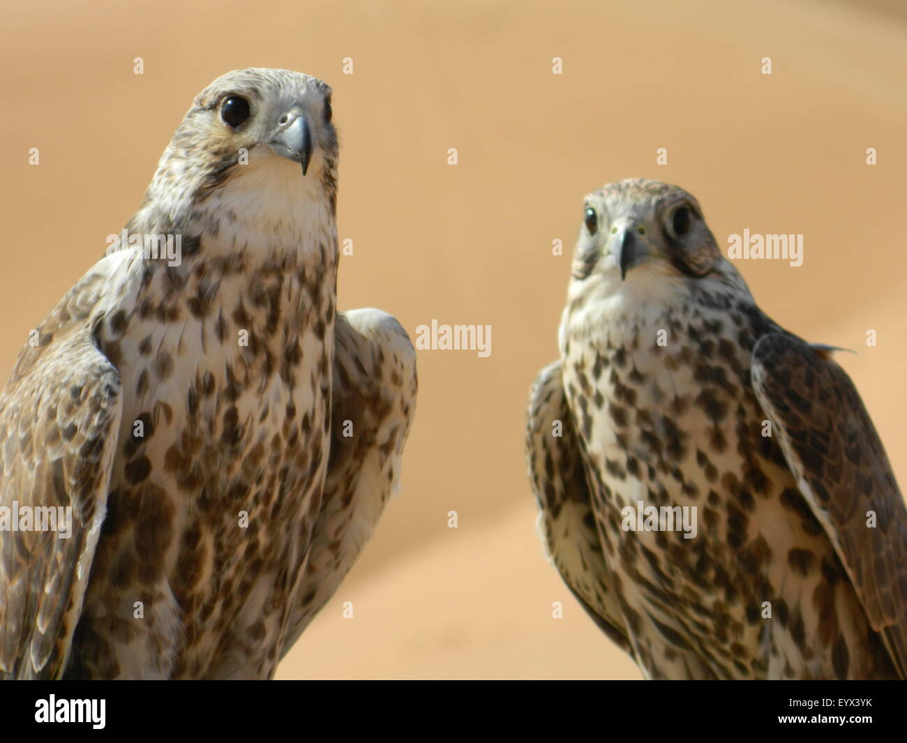 Bird Eagle in the Desert Stock Photo - Alamy