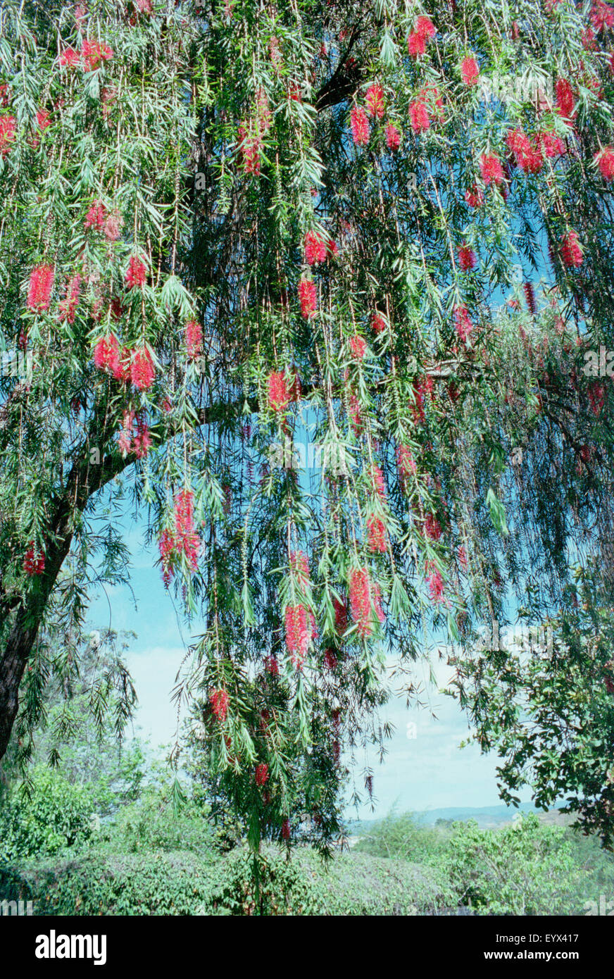 cherry blossom tree Brian McGuire Stock Photo - Alamy