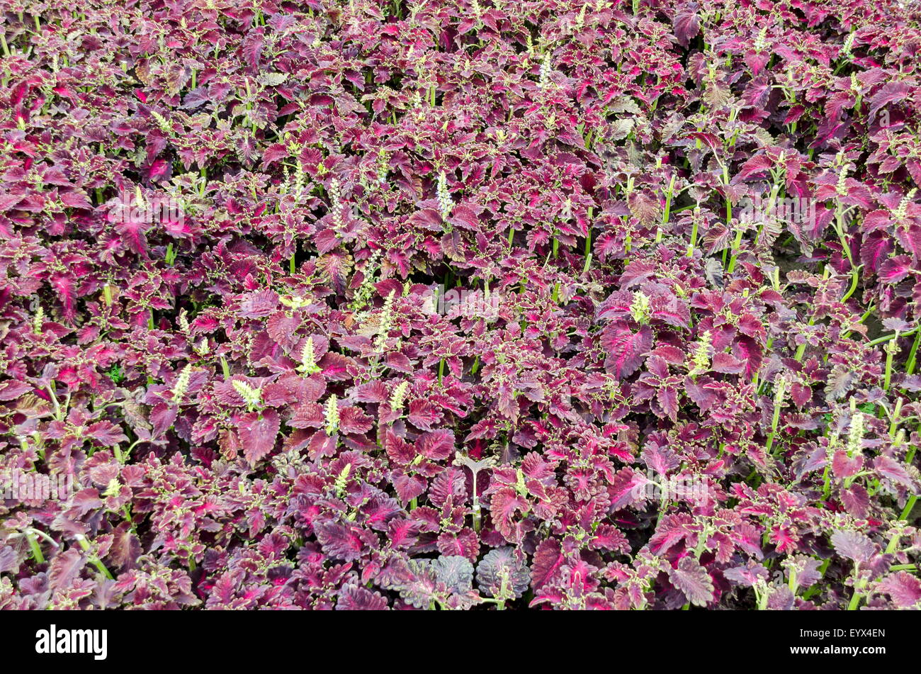 Red plant leafage background Stock Photo - Alamy