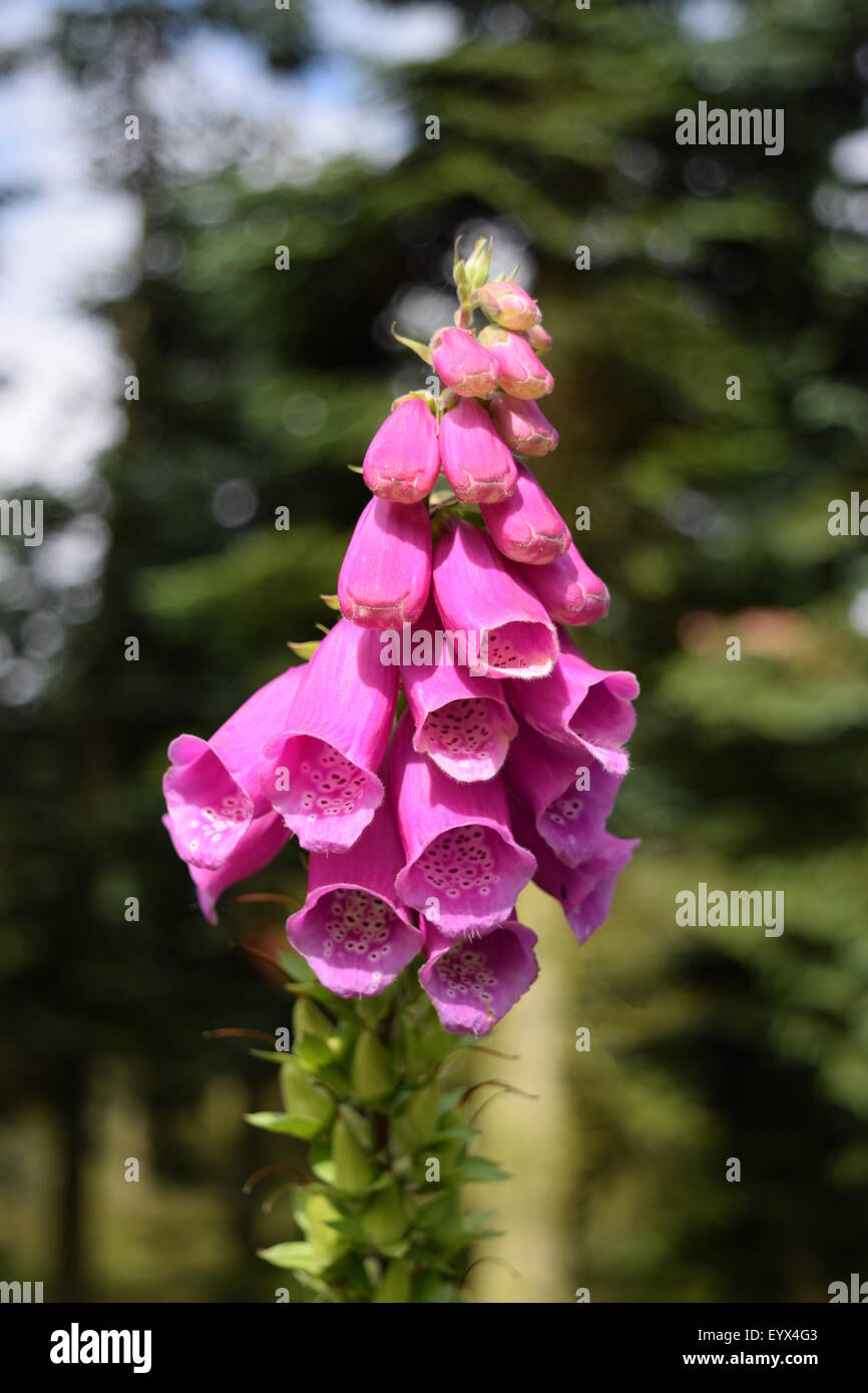 Wild bell-shaped purple flower in Scandinavian fir forest Stock Photo ...
