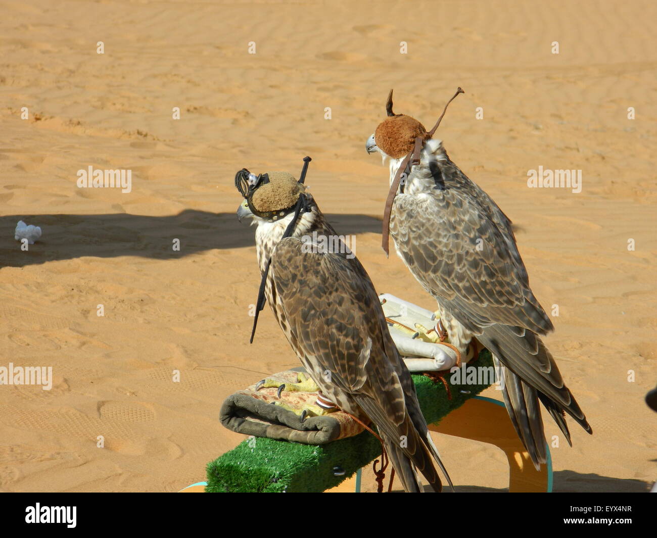 Bird Eagle in the Desert Stock Photo - Alamy